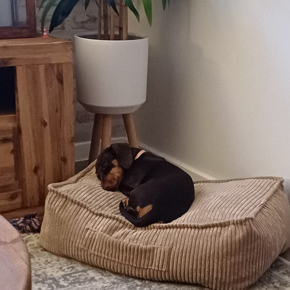 Pooch Pads – Inside Out Decor